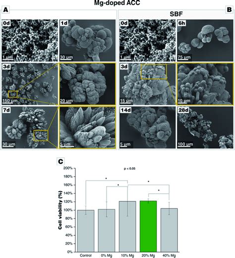 Morphological Evolution Of Mg Doped Amorphous Calcium Carbonate