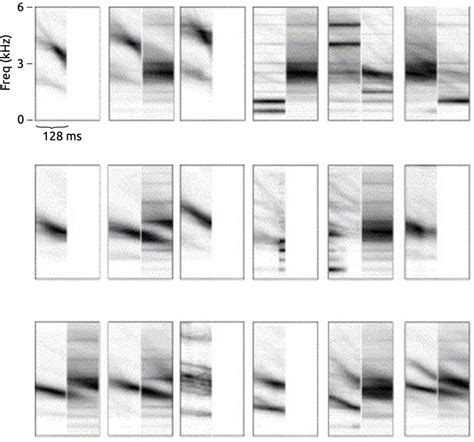 spectro temporal receptive fields strfs measured from individual