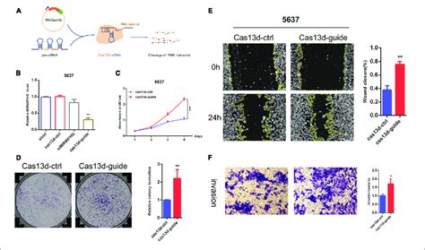 Mir497hg Suppresses Bca Cell Growth Migration And Invasion In