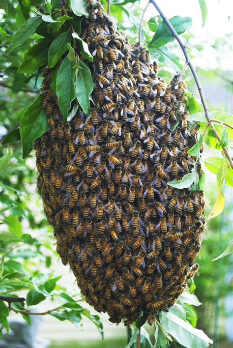 The Naked Beekeeper