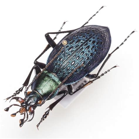 C Smaragdinus Yanggangensis
