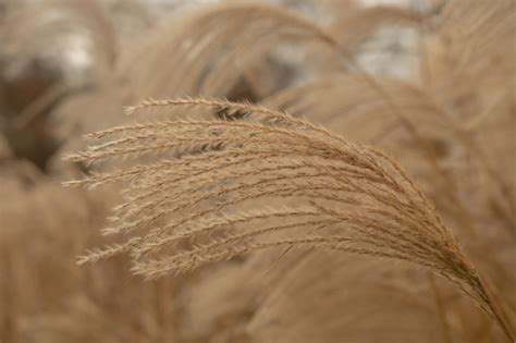Premium Photo Pampas Grass Reed Abstract Natural Background