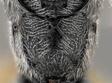 Diadegma Species Waspweb