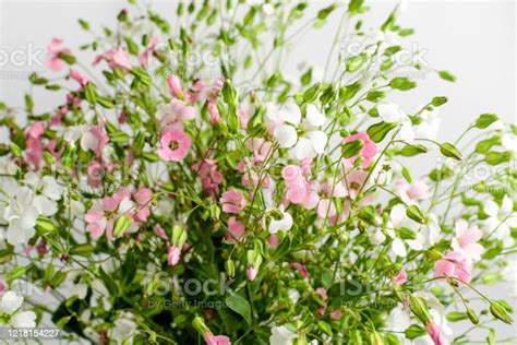 작은 흰색과 분홍색 꽃 Gypsophila 예쁜 꼬마 꽃 큰 꽃 일반적으로 흰색 배경에 고립 된 화려한 아기의 호흡으로 알려진