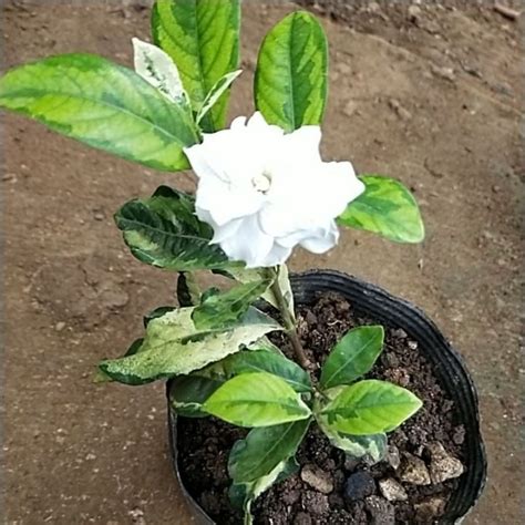 Variegated Rosal Big Flowers FOR SURE BUYERS ONLY Lazada PH