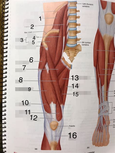 Thigh Diagram Quizlet