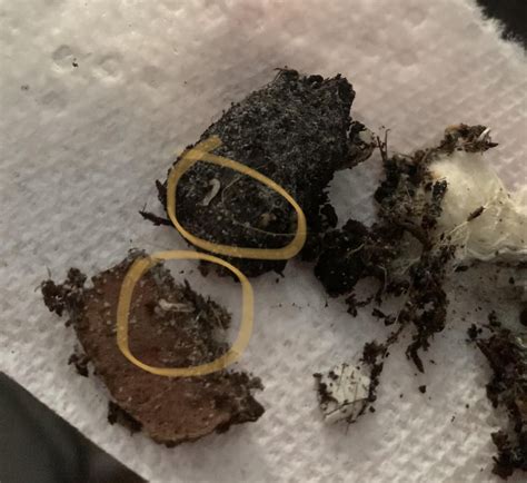 Can Anyone Identify These Tiny Worms R Entomology