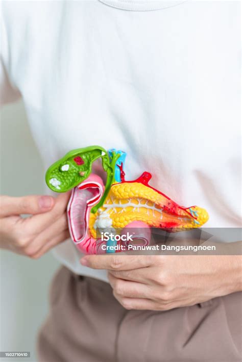 췌장 담낭 담관 십이지장 소장이 있는 인간 췌장염 해부학 모델을 들고 있는 여성 췌장암 급성 및 만성 췌장염 소화기 계통 및 건강 개념 11월에 대한 스톡 사진 및 기타