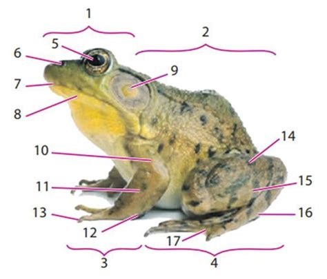 1 Розгляньте зовнішню будову жаби та увідповідніть цифрові позначення з відділами тіла передня