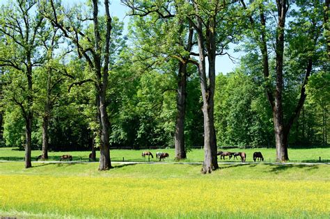 Tree Lined Avenue Trees Free Photo On Pixabay Pixabay