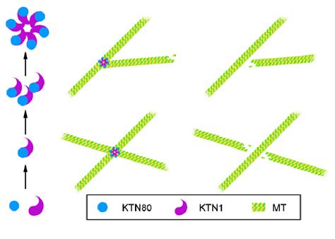 A Schematic Model Depicting The Formation Of Katanin Complexes And Download Scientific Diagram