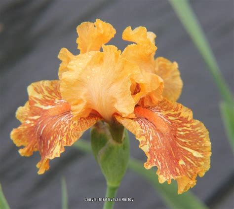 Tall Bearded Iris Iris Orangutan Orange In The Irises Database