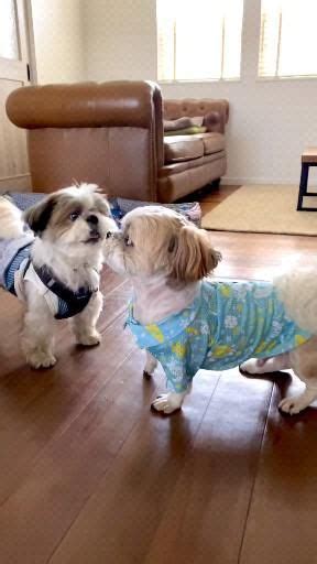 Pin On Kizlar Cute Dogs Images Cute Animal Videos Puppies And Kitties