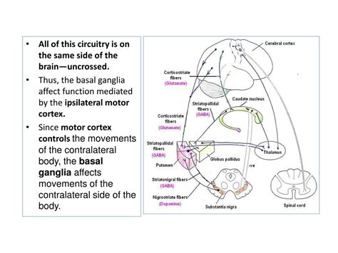 Ppt Basal Ganglia Powerpoint Presentation Free Download Id2432087