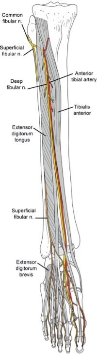 Tib Fib Fracture Requiring Surgical Intervention Associated With Deep Fibular Nerve Branch Tib Fib Fracture Requiring Surgical Intervention Associated With Deep Fibular Nerve Branch