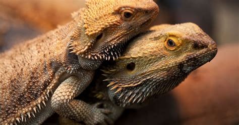 Bearded Dragon Reproductive Disease And Concerns Emilys Dragon Doodles