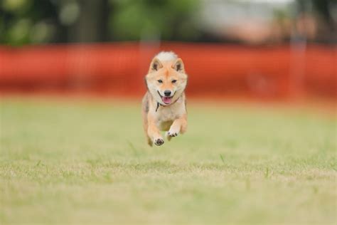 Bullet Dog撮影会 柴犬 フェスティバル公式