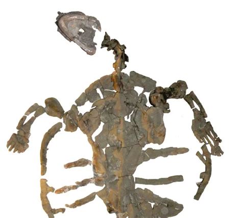 Oldest Fossil Sea Turtle Discovered The Fossilized Turtle Is At Least