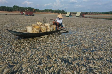 Mass Fish Die Off In Vietnam As Heatwave Roasts Southeast Asia
