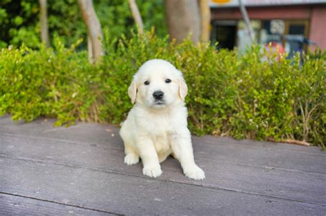 골든리트리버분양 사랑스러운 애기 강아지 비비 골든리트리버분양 라브라도리트리버분양 보더콜리분양 도베르만분양 사모예드분양 올드잉글리쉬쉽독분양 시베리안허스키분양 말라뮤트분양