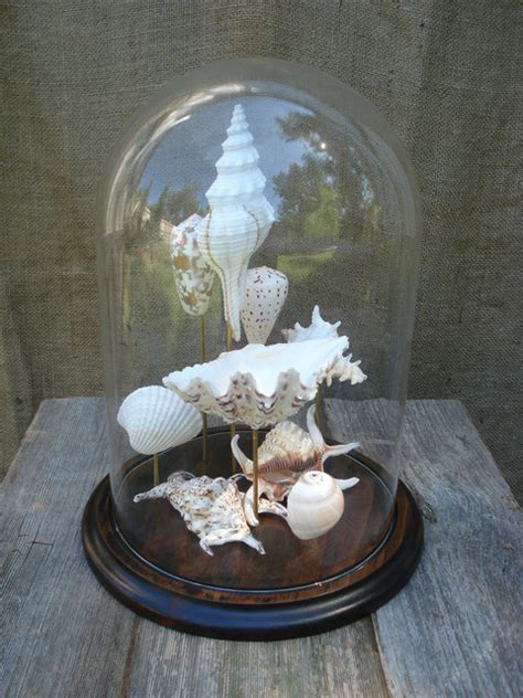 Shell Curiosity In Domed Display Case Home Decor New Orleans By