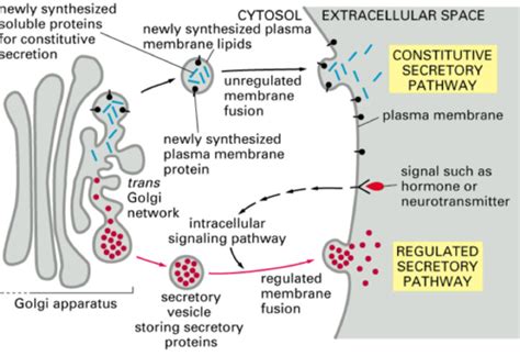 Lecture 16 Secretory And Endocytic Pathways Flashcards Quizlet