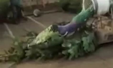 Lad Leaps Through A Christmas Tree Netting Machine And Then Has To Be