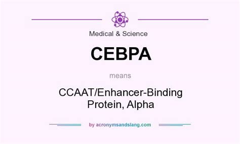 What Does Cebpa Mean Definition Of Cebpa Cebpa Stands For Ccaat