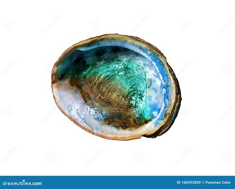 Colorful Blue Green Brown Abalone Shell Isolated Stock Vector