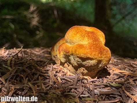 Heutige Funde Aus Oberbayern Erste Fichtensteinpilze