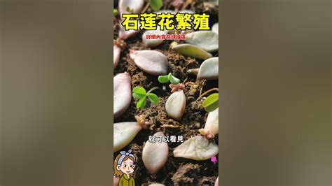 石蓮花繁殖多肉植物 多肉 花花世界 Youtube