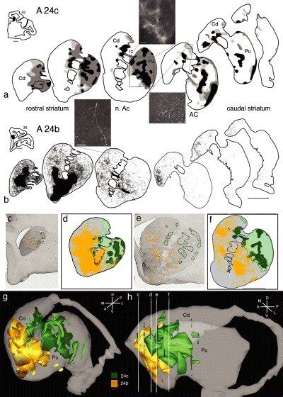 Drawings And Microphotographs Of The Retrogradely Labelled Neurons