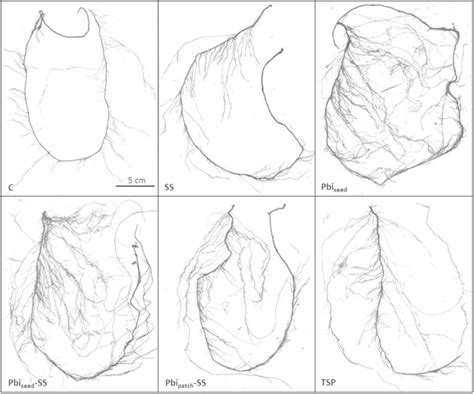 Examples Of The Maize Root Morphology For The Different Treatments