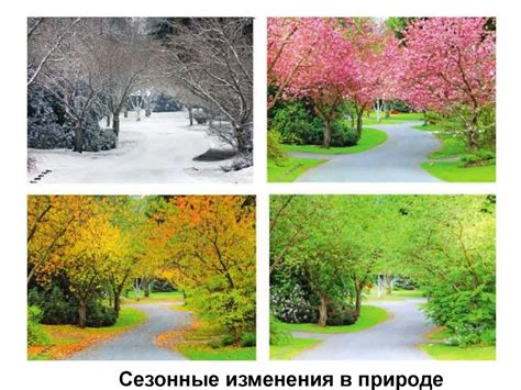 Сезонные изменения в жизни организмов презентация онлайн