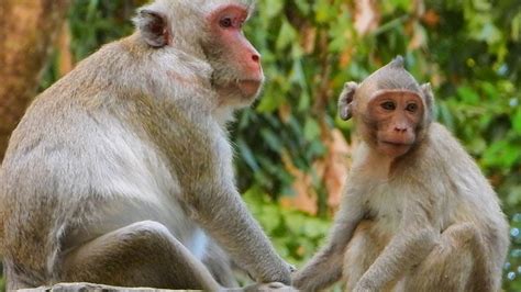 Monkey Jonna Leaves Her Mama After Being Denied Milk YouTube