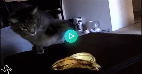 Fuck Your Scale  On Imgur