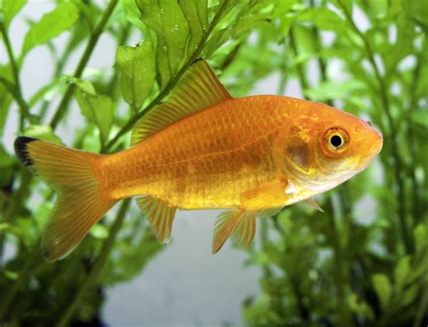 Poisson Rouge • Carassius Auratus • Fiche Poissons