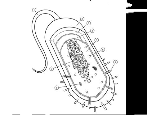 Bacteria Structures Quiz