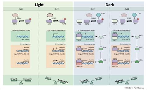 Trade Off Between Growth And Immunity Role Of Brassinosteroids Trends