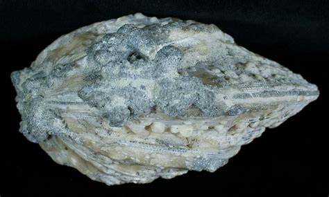 Calcite Crystal Filled Clam Fossil For Sale FossilEra Com