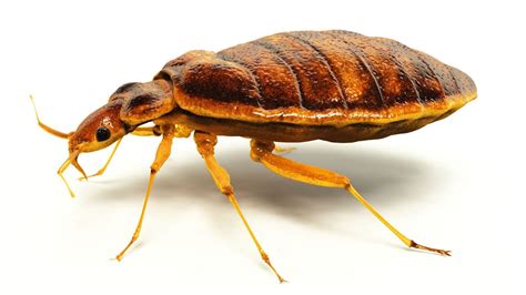 10 Most Annoying Insects You Have Ever Seen Stillunfold