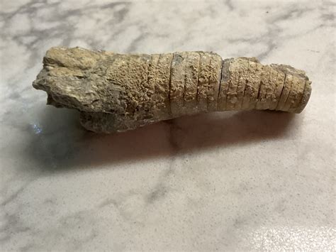 Curved Nautiloid Orthocone From Formosa Reef Ontario Member