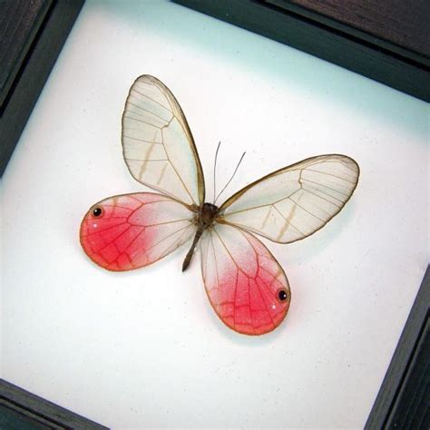 Cithaerias Merolina Pink Glasswing Butterfly Framed Taxidermy