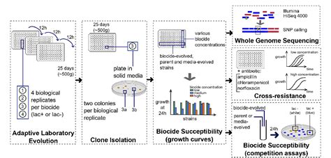 Figure 1 From Biocide Induced Emergence Of Antibiotic Resistance In