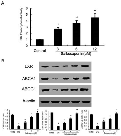 Saikosaponin A Inhibits Lps Induced Inflammatory Response By Inducing