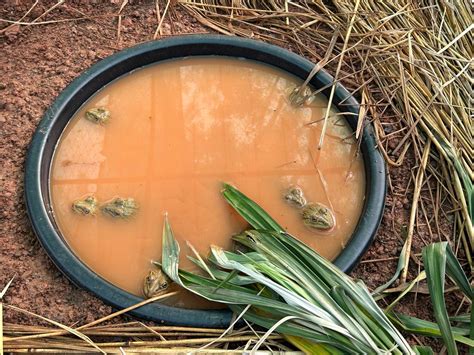 ศู ศูนย์ศึกษาการพัฒนาห้วยฮ่องไคร้อันเนื่องมาจากพระราชดำริ