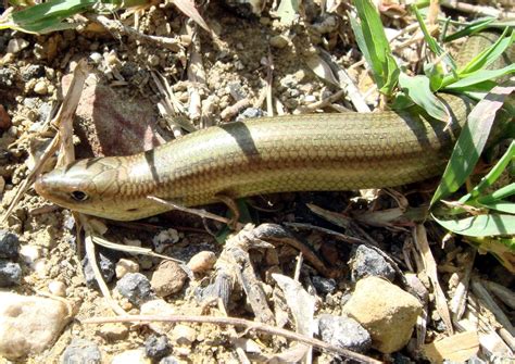 Western Three Toed Skink Wildside Holidays Walking And Wildlife
