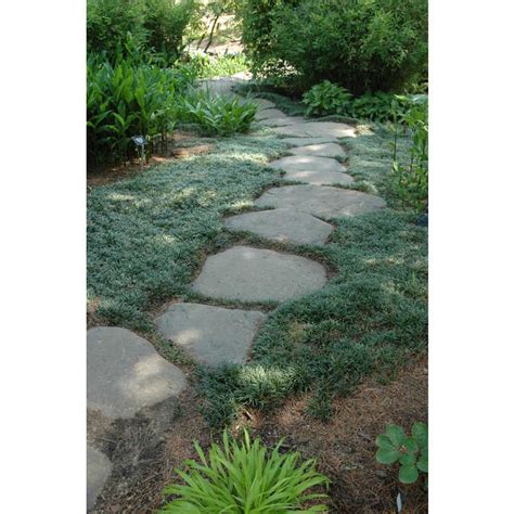 Dwarf Mondo Grass Flagstone