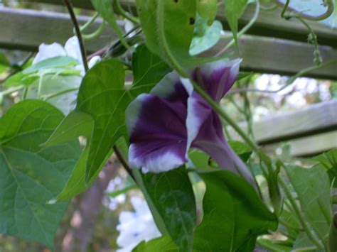 Hybrid Morning Glory Ipomoea Nil Cocoa Chocolate In The Morning Glories Database