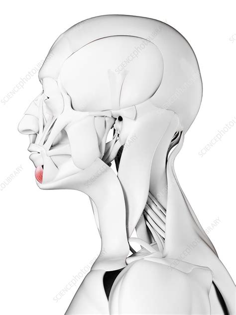 Depressor Labii Inferioris Muscle Illustration Stock Image F027
